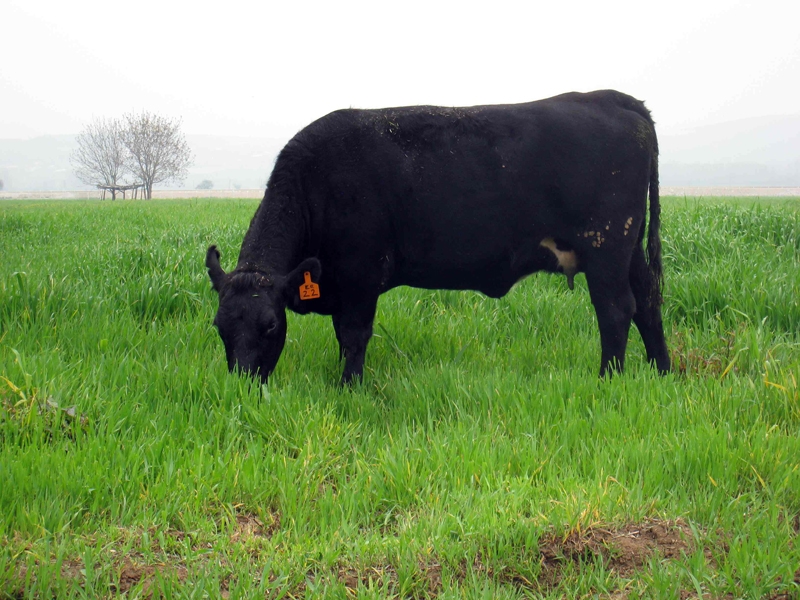 Erginler Çiftliği | Angus | Black Angus | Angus Çiftliği | Angus Sığırı ...